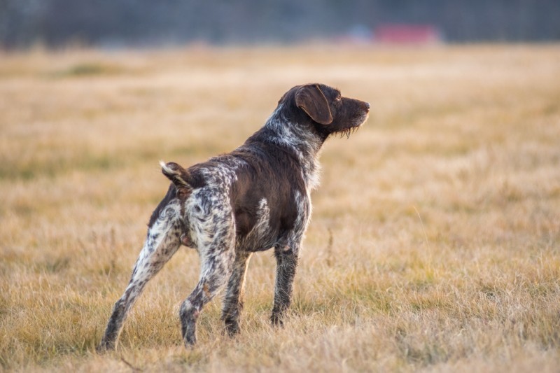 Why Are Gun Dogs Tails Docked