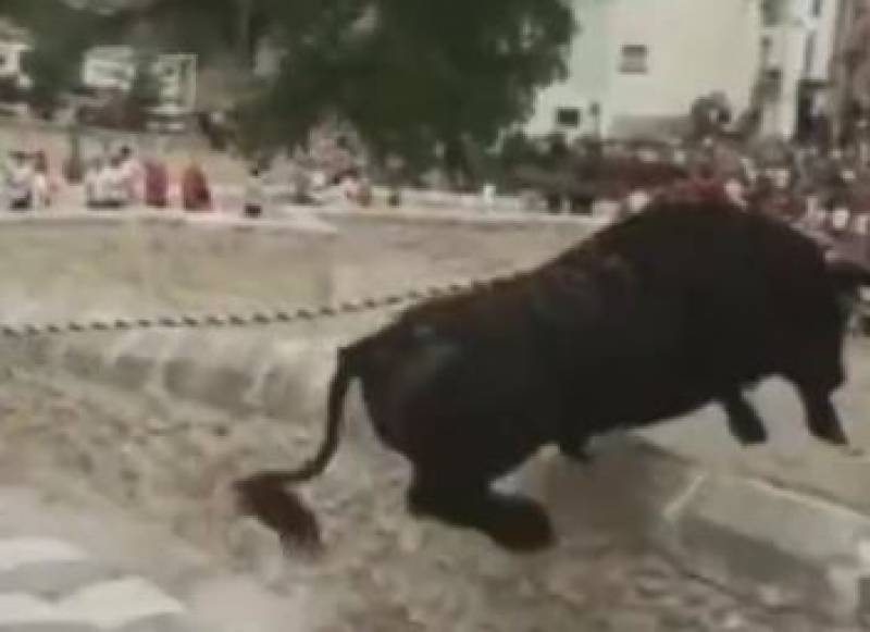 Spanish Bull Charging